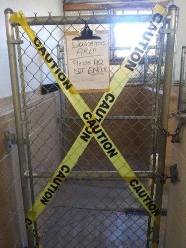 Mount Carmel considers outsourcing animal control to Kingsport's ...