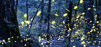 Lamar Alexander Rocky Fork State Park opens lottery for firefly viewing ...