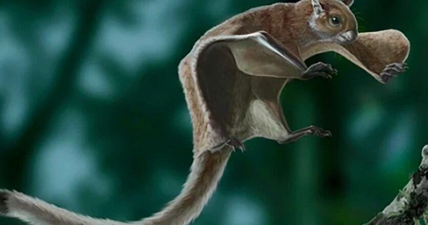 ETSU fossil site reveals giant flying squirrel | Education ...