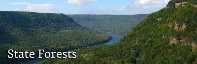 Division of Forestry adds 16th state forest | Sports ...