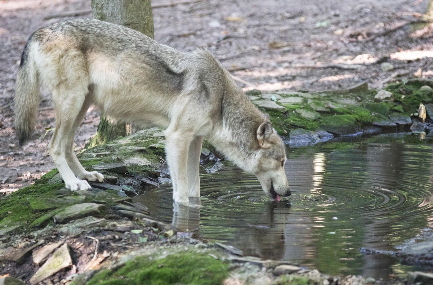 Wolf Run Trail Race 2017 scenes and results | Sports ...