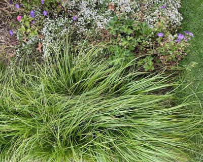 Choose Cherokee Sedge for a spot in your sustainable garden and lawn ...