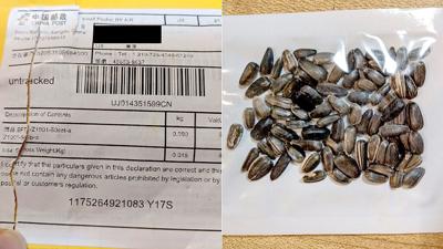 DO NOT PLANT THEM: Mysterious, unsolicited packages of Chinese seeds ...
