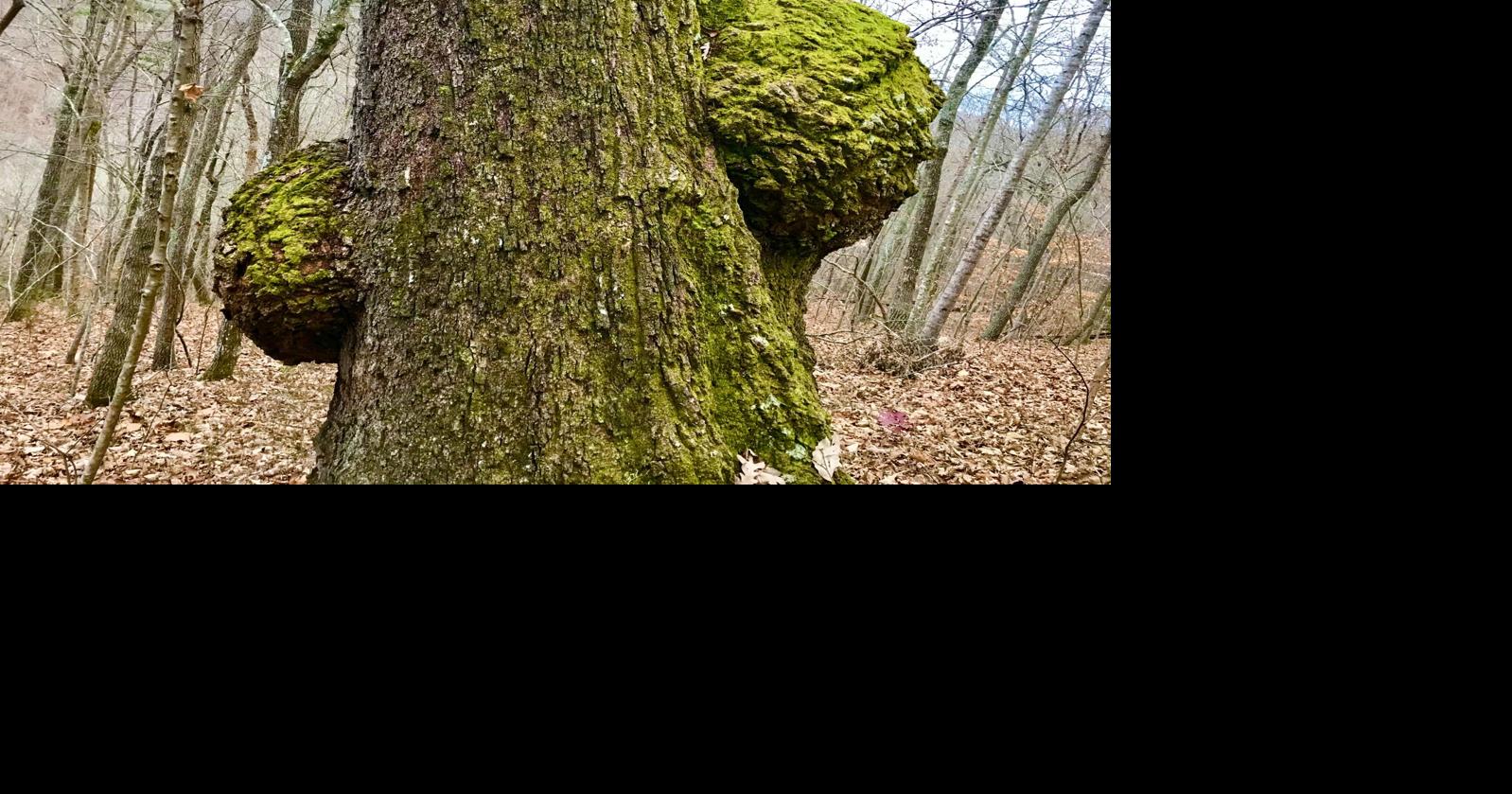 Outside: Tree Burls Are Gnarly, Man | Community | therogersvillereview.com