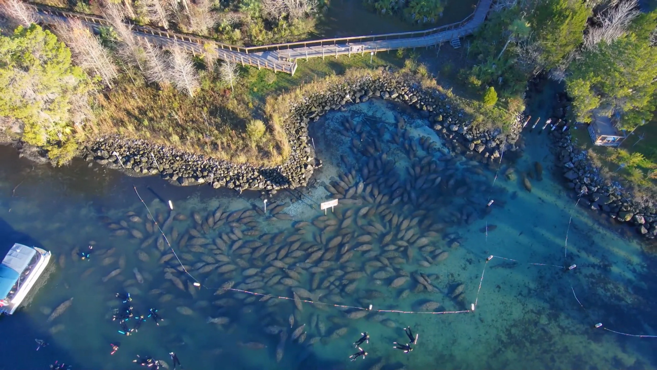Hundreds of manatees huddle together to keep warm during cold snap ...