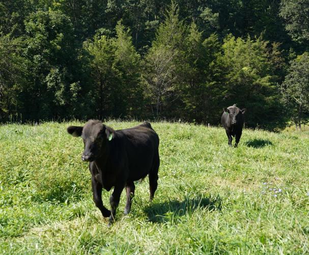 Terrill Creek Cattle Company: Quality Beef from a 7th Generation Farm ...