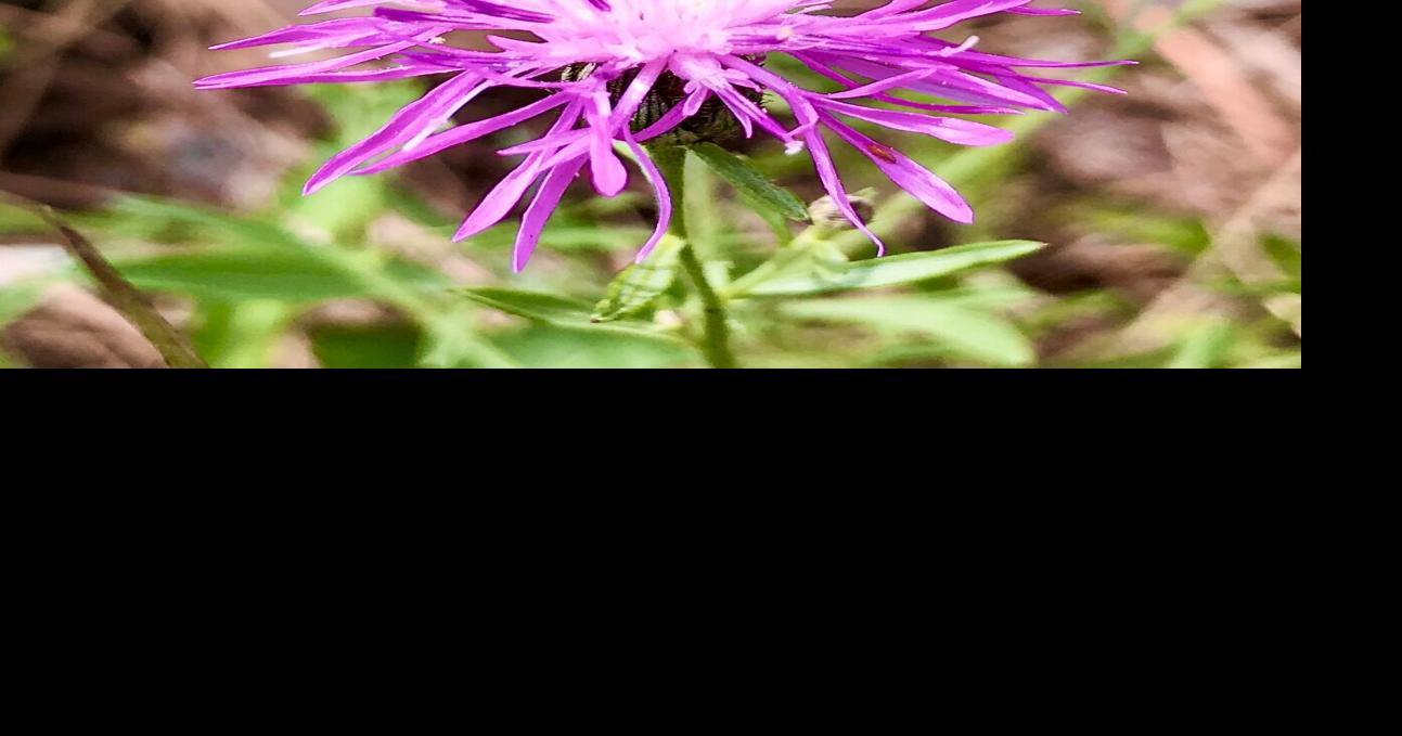 Outside: Thistle is one of the most persistent weeds in our area ...