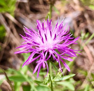 Outside: Thistle is one of the most persistent weeds in our area ...
