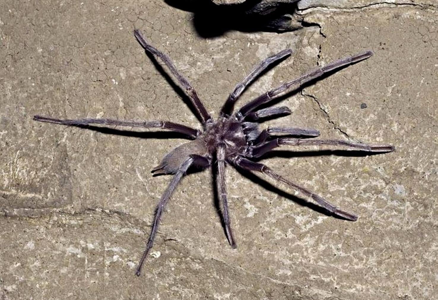 Tarantulas use ‘spidey sense’ to remember where to hunt | National ...