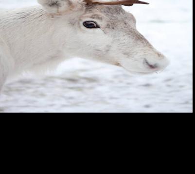 Outside: Rudolf the Red Nosed Rein...dear? | Columns ...