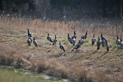 TWRA begins 4-year wild turkey banding project | Sports ...