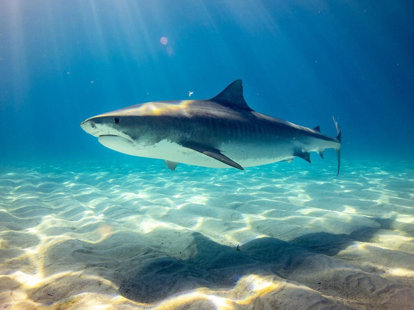 Shark attacks most likely to happen when they’re doing this | National ...