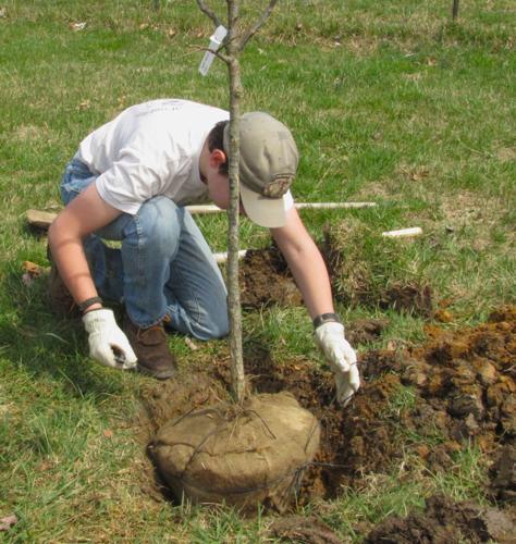 OUTSIDE: Planting a tree correctly increases the odds of a long healthy ...
