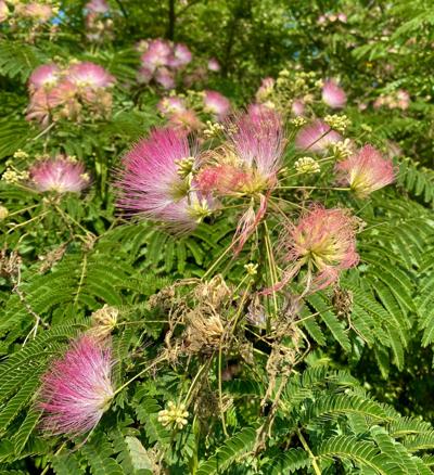 A green Frankenstein: Mimosa listed as an exotic invasive plant ...
