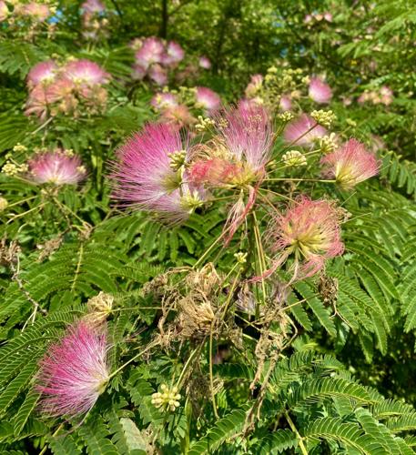 A green Frankenstein: Mimosa listed as an exotic invasive plant ...