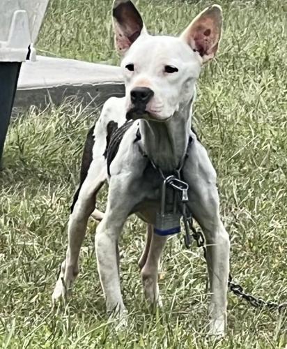 Woman cited for animal cruelty after HCSO rescues emaciated dogs ...