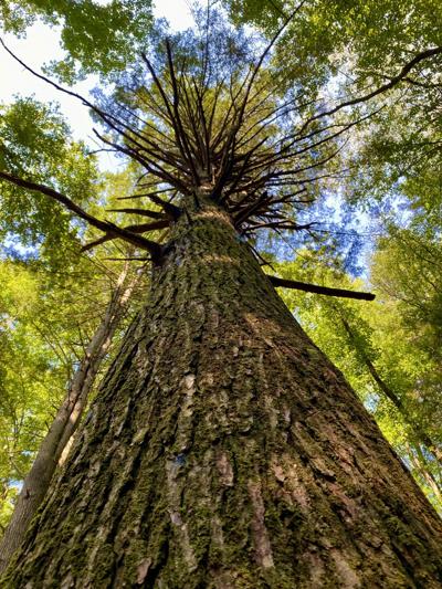 Tree Trunks: The Dead Supports the Living | Columns ...