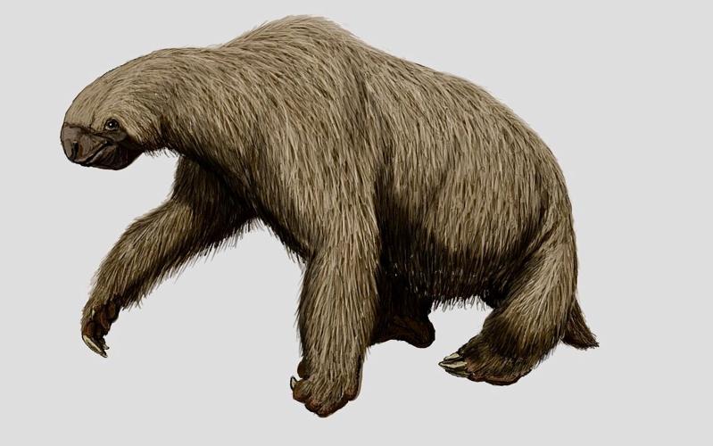 Extinct giant sloth rib bone discovered at Rogersville construction ...