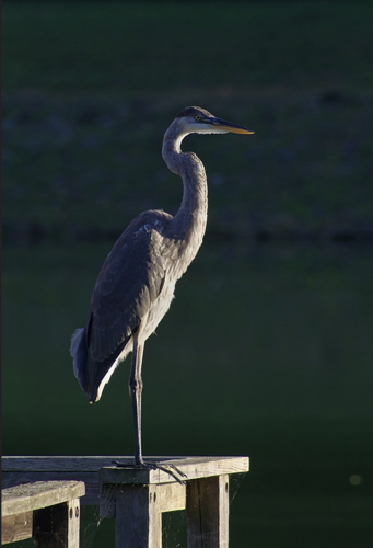 Get Outdoors: Warriors' Path offers something for everyone | Sports ...