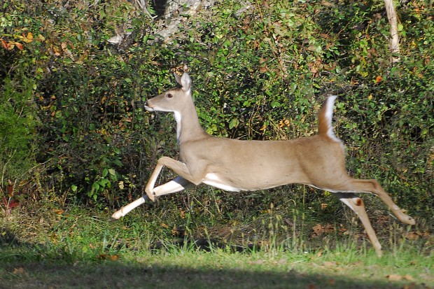IDNR changes roadkill policy for those who want to claim deer | Local ...