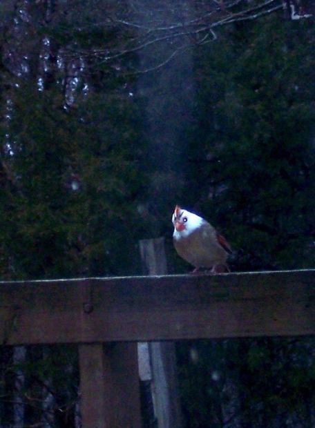 White-headed cardinal a hit at feeder | Outdoors, Wildlife & Hunting ...