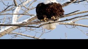 Bald Eagles back in region | Local News | thesouthern.com