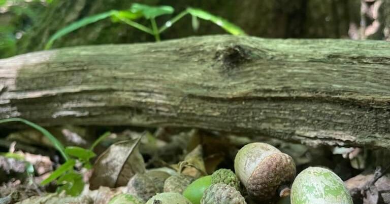 NRCS application cutoff date announced for Southern Illinois Oak ...