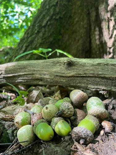 NRCS application cutoff date announced for Southern Illinois Oak ...
