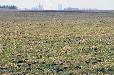 Grazing cover crops a winning proposition for producers | Environment ...