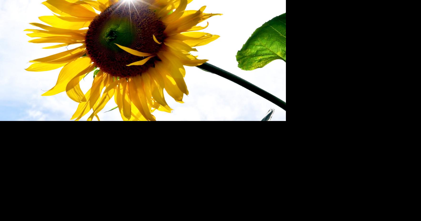 The Southern Exposure: Focus on the sun | | thesouthern.com