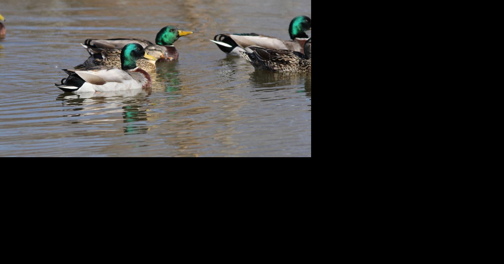 Outdoors | Midwest duck season may be impacted by drought, low harvest ...