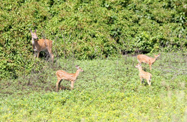 A magical habitat that blooms with features on all sides | Highlights ...
