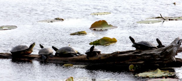 Mermet Lake a great place for all | Sports | thesouthern.com