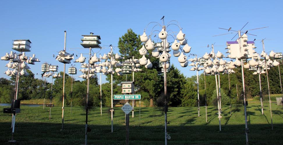 Purple martin colony finds home in Jefferson County | Outdoors ...