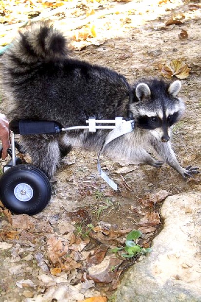 Gigis Wheelchair | | thesouthern.com