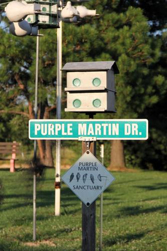 Purple martin colony finds home in Jefferson County | Outdoors ...