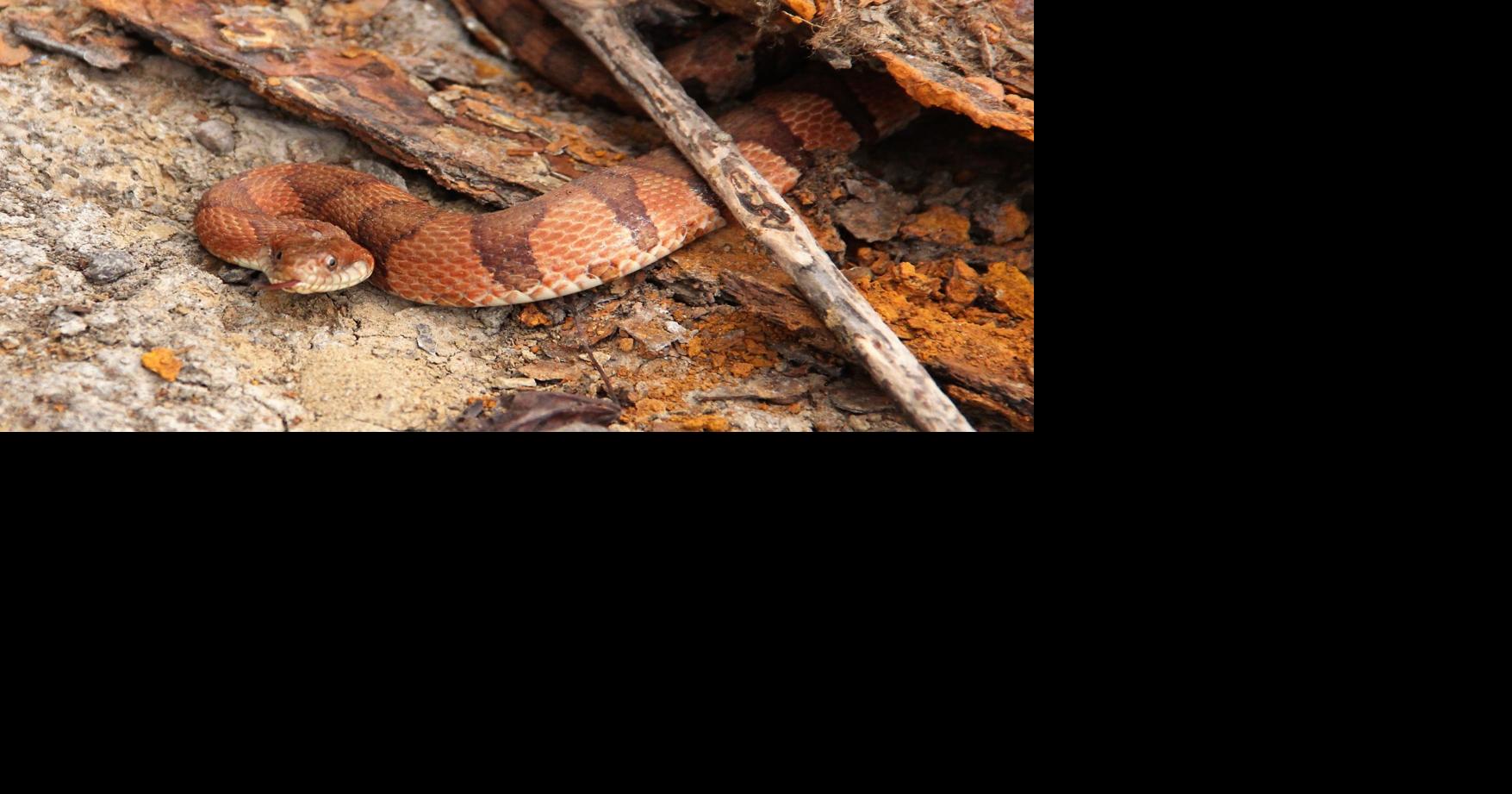 Photos: Capturing a year of critters | Outdoors | thesouthern.com