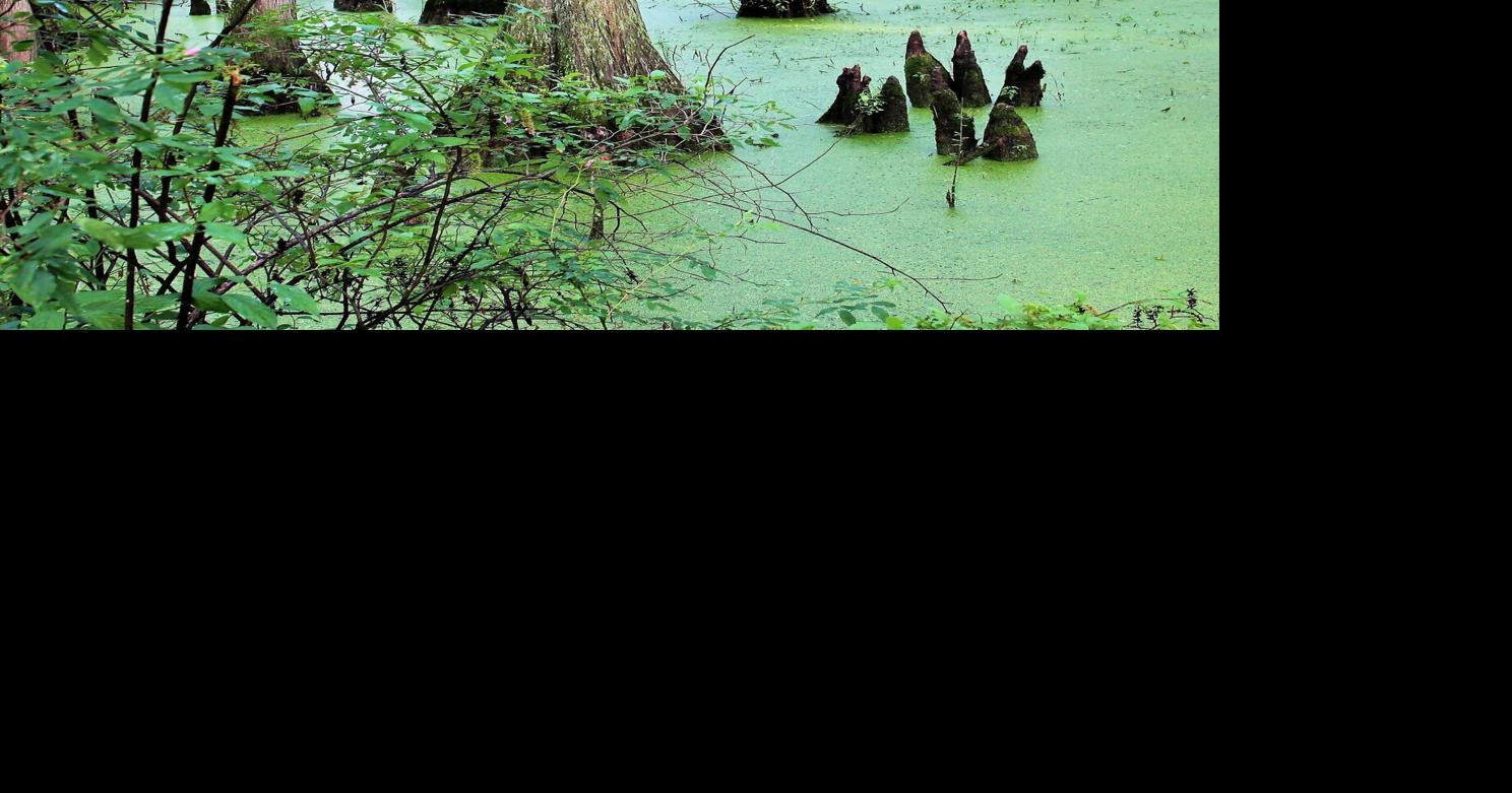 Outdoors | Max Hutchison's lasting bond to Heron Pond | Outdoors ...