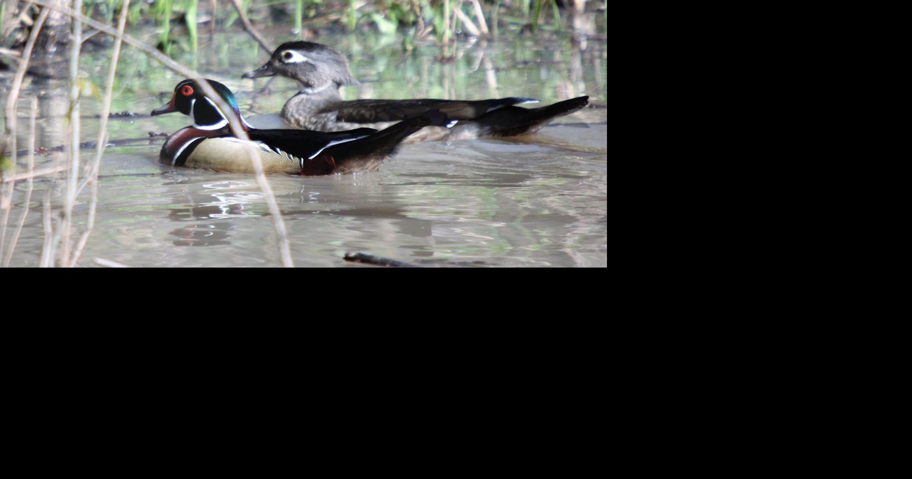 Outdoors | Diverse ducks to spot in Southern Illinois | Outdoors ...