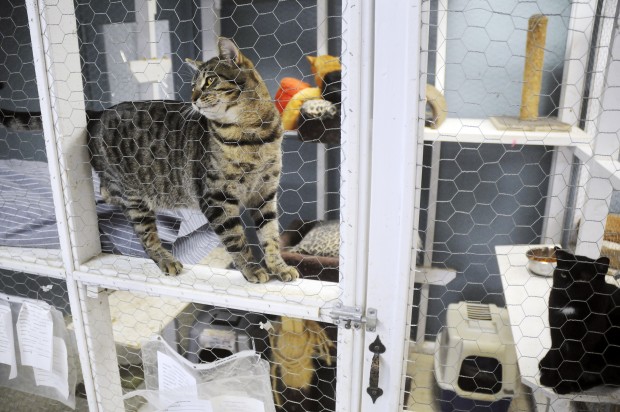 Shelter gets by ... with a little help from its friends | Local News ...