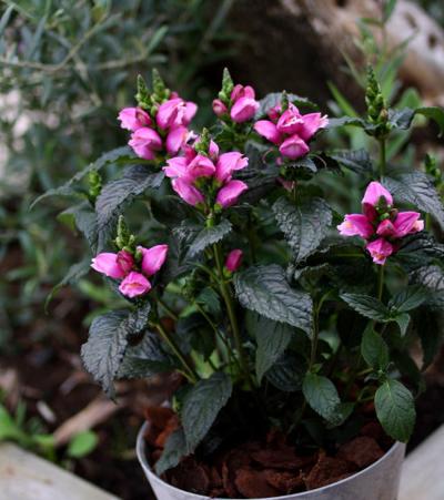 Tiny Tortuga turtlehead (Chelone lyonii 'Armtipp02'): | | thesouthern.com