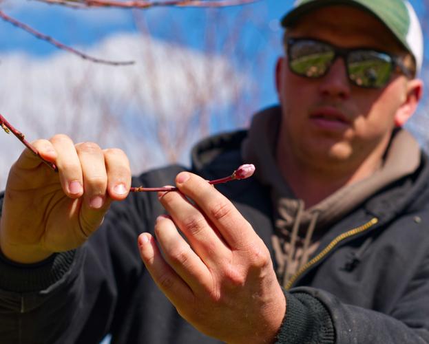 Southern Illinois peach growers will have peaches for their markets ...