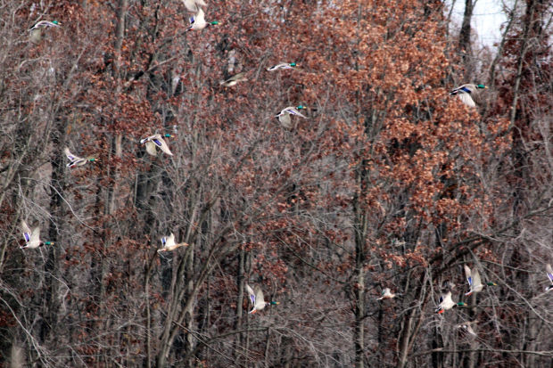 Duck Haven: Mermet Lake transforms into great place to hunt | Sports ...