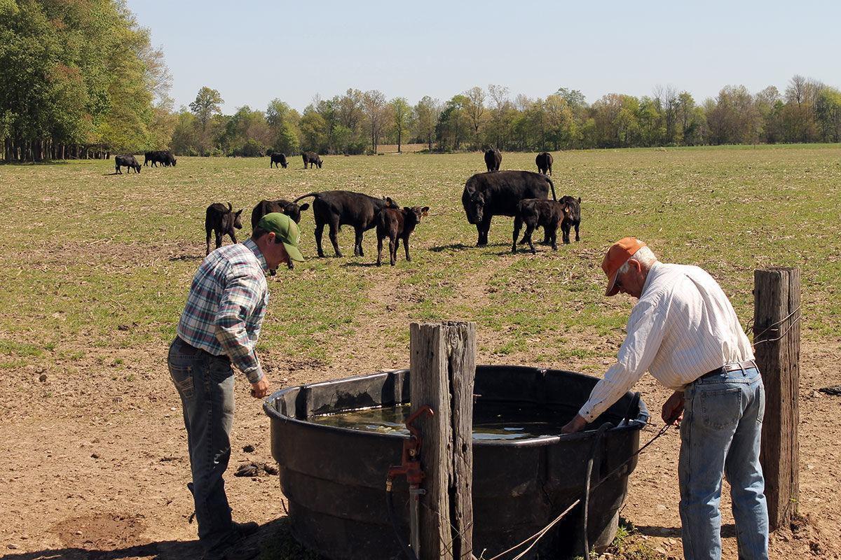 Metropolis family keeps Angus tradition going on farm | Environment ...