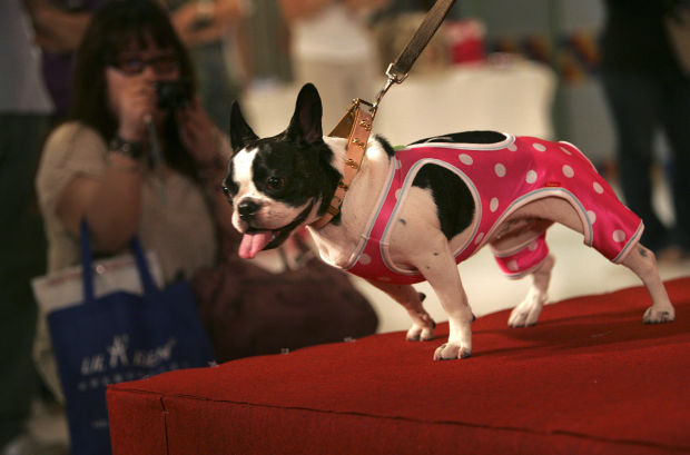 National Dress Up Your Pet Day | | thesouthern.com