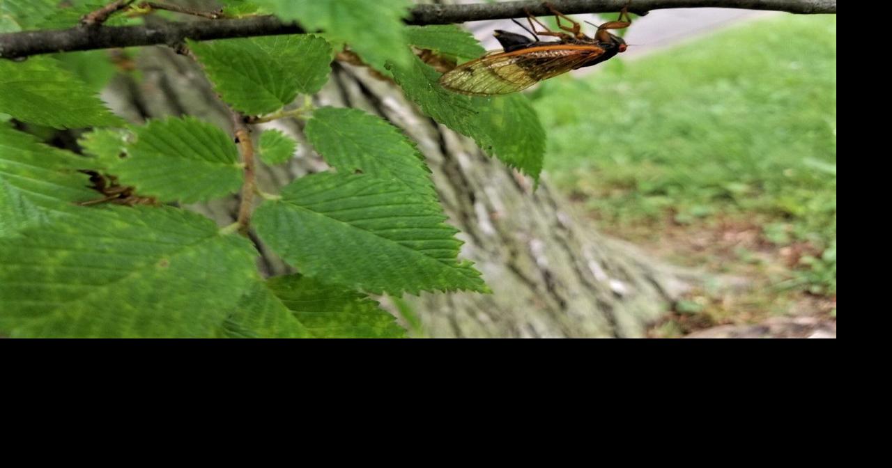 'Cicada Safari' helps scientists track periodical cicadas across ...