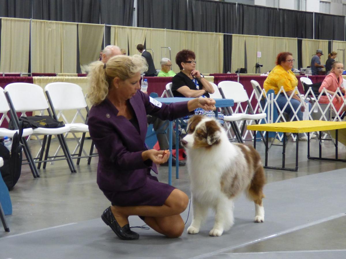 English setter, junior handlers shine at Crab Orchard Kennel Club dog ...