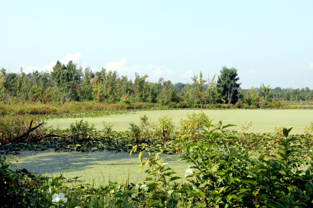 Eye of the beholder: Big Muddy wetlands flourishing | Sports ...