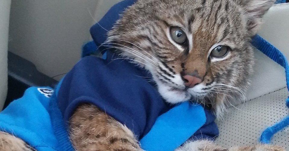 pet bobcat