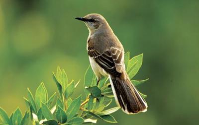 mockingbird singing